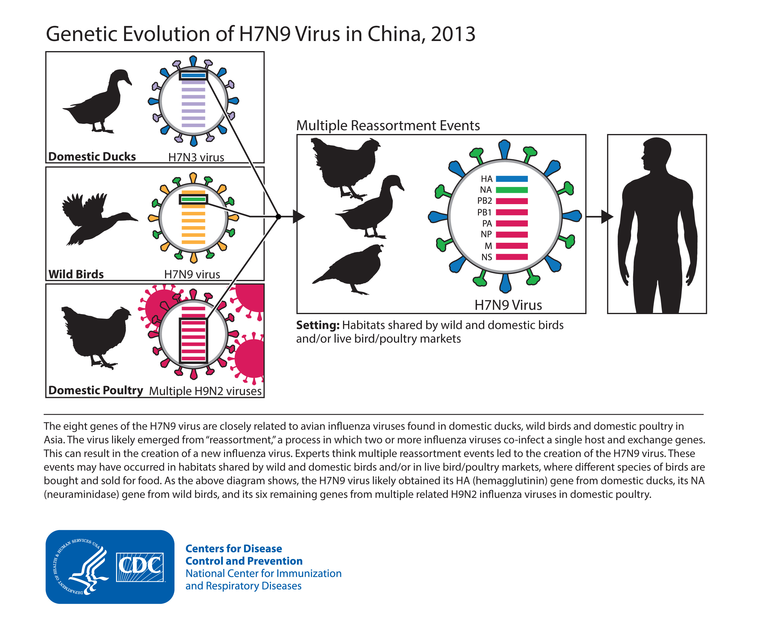¿se Transmite Entre Humanos La Gripe Aviar H7n9 Ciencia Y Salud